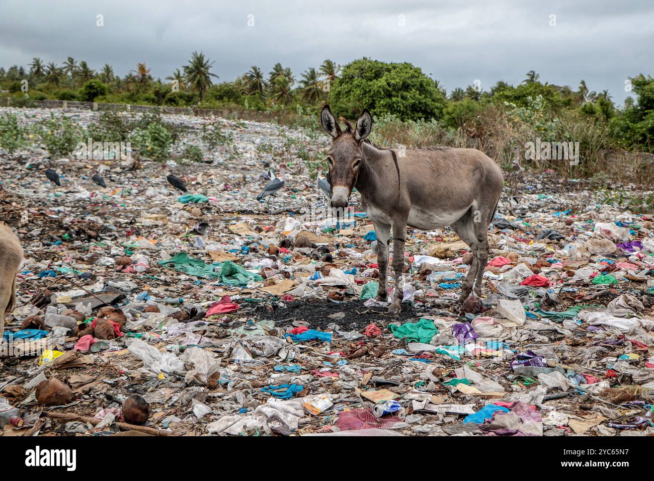 Lamu, Kenya. 14th Oct, 2024. A donkey scavenges for food at a garbage ...