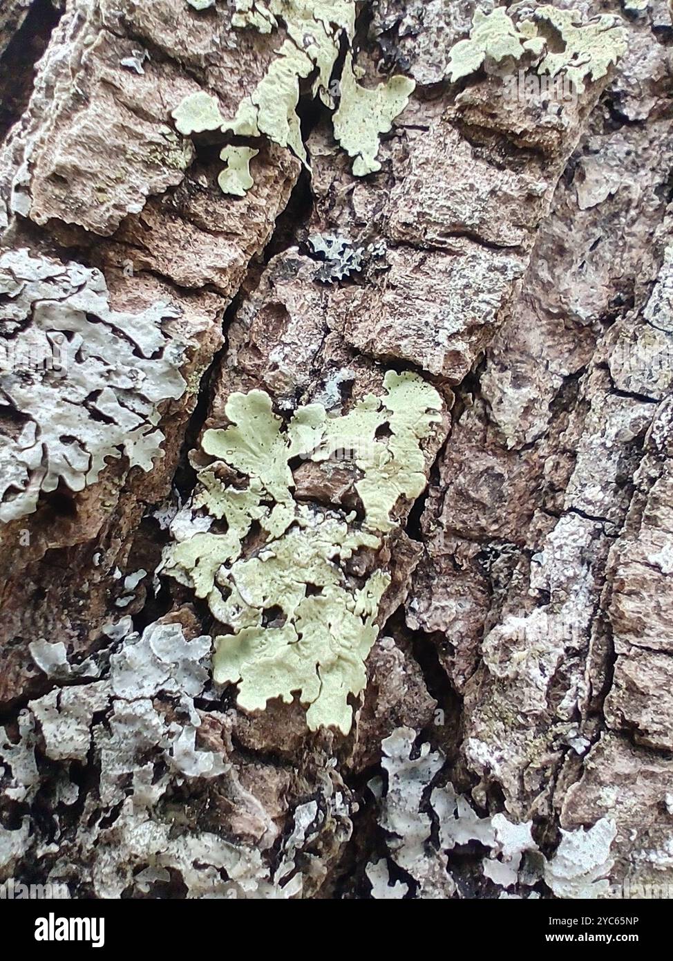 typical shield lichens (Parmelioideae) Fungi Stock Photo - Alamy