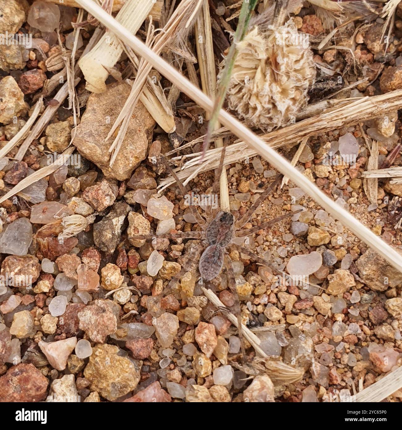 Wolf Spiders and Allies (Lycosoidea) Arachnida Stock Photo - Alamy