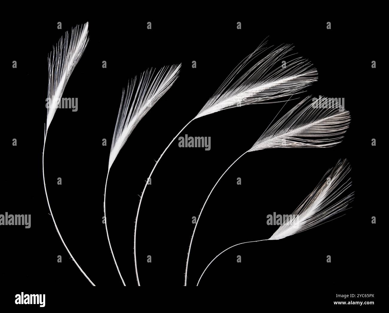 Macro of stripped rooster hackles Stock Photo - Alamy