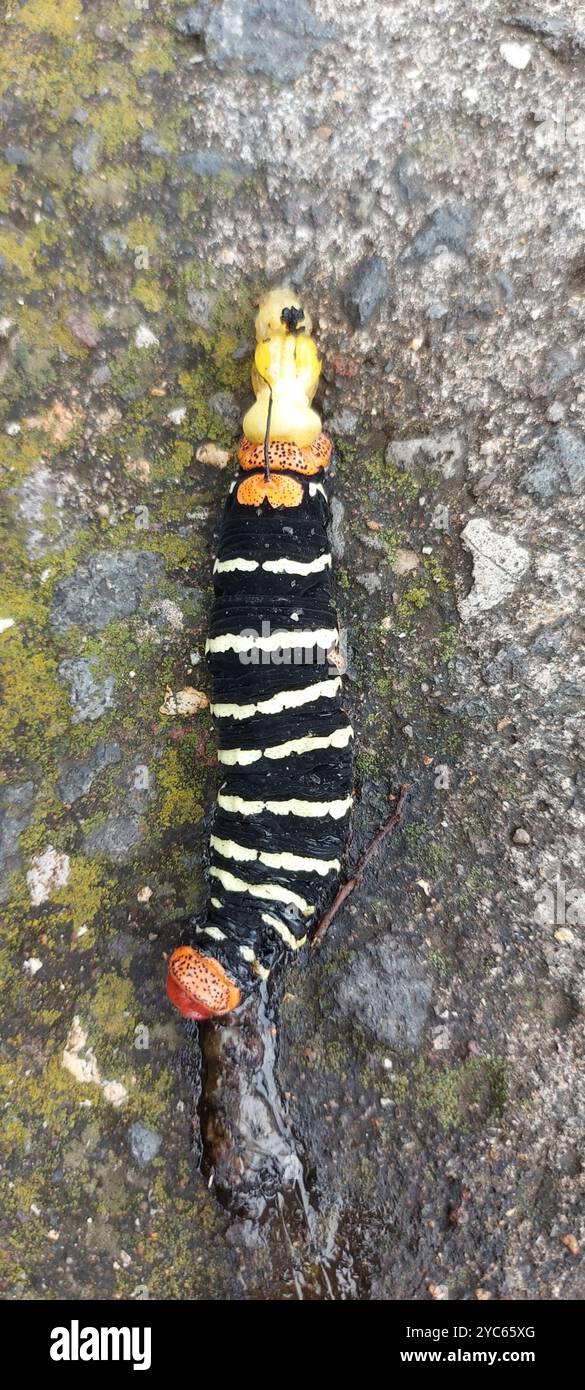 Tetrio Sphinx (Pseudosphinx tetrio) Insecta Stock Photo - Alamy