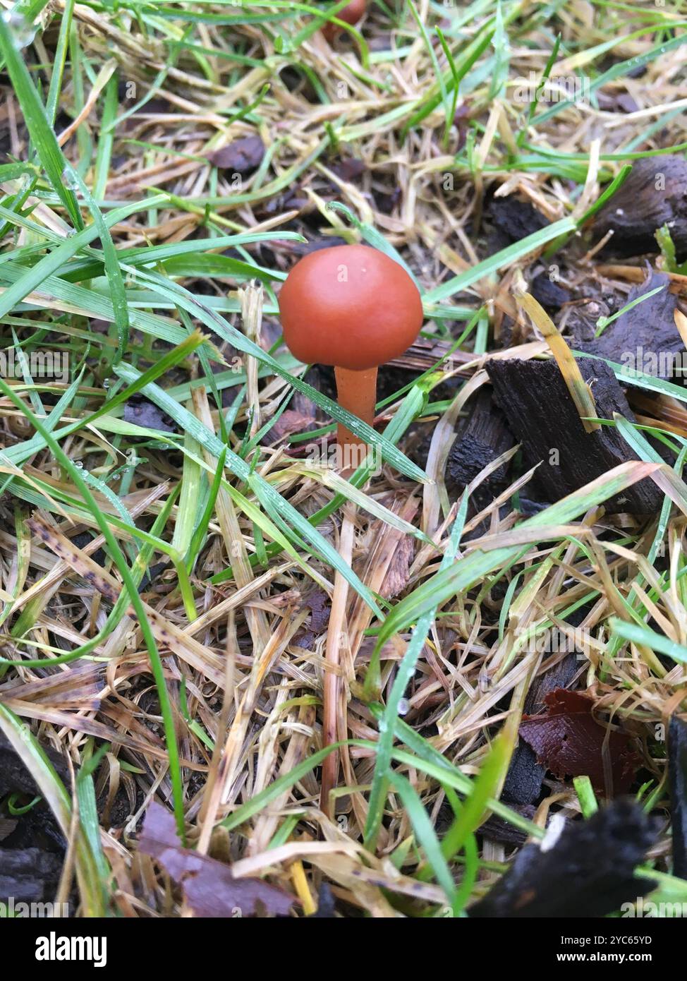 Common Conecap (Pholiotina rugosa) Fungi Stock Photo - Alamy