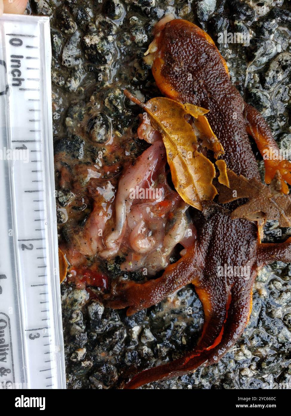 Pacific Newts (Taricha) Amphibia Stock Photo - Alamy