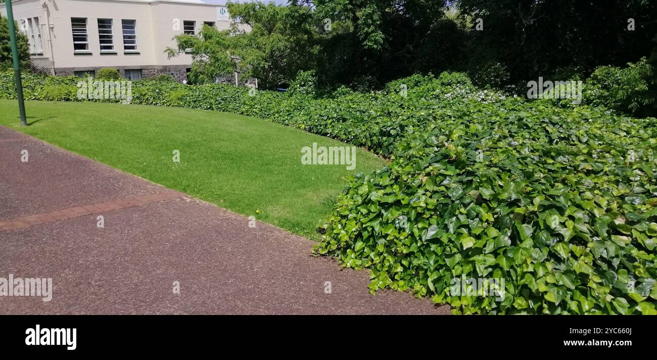 Canary Islands Ivy (Hedera canariensis) Plantae Stock Photo - Alamy