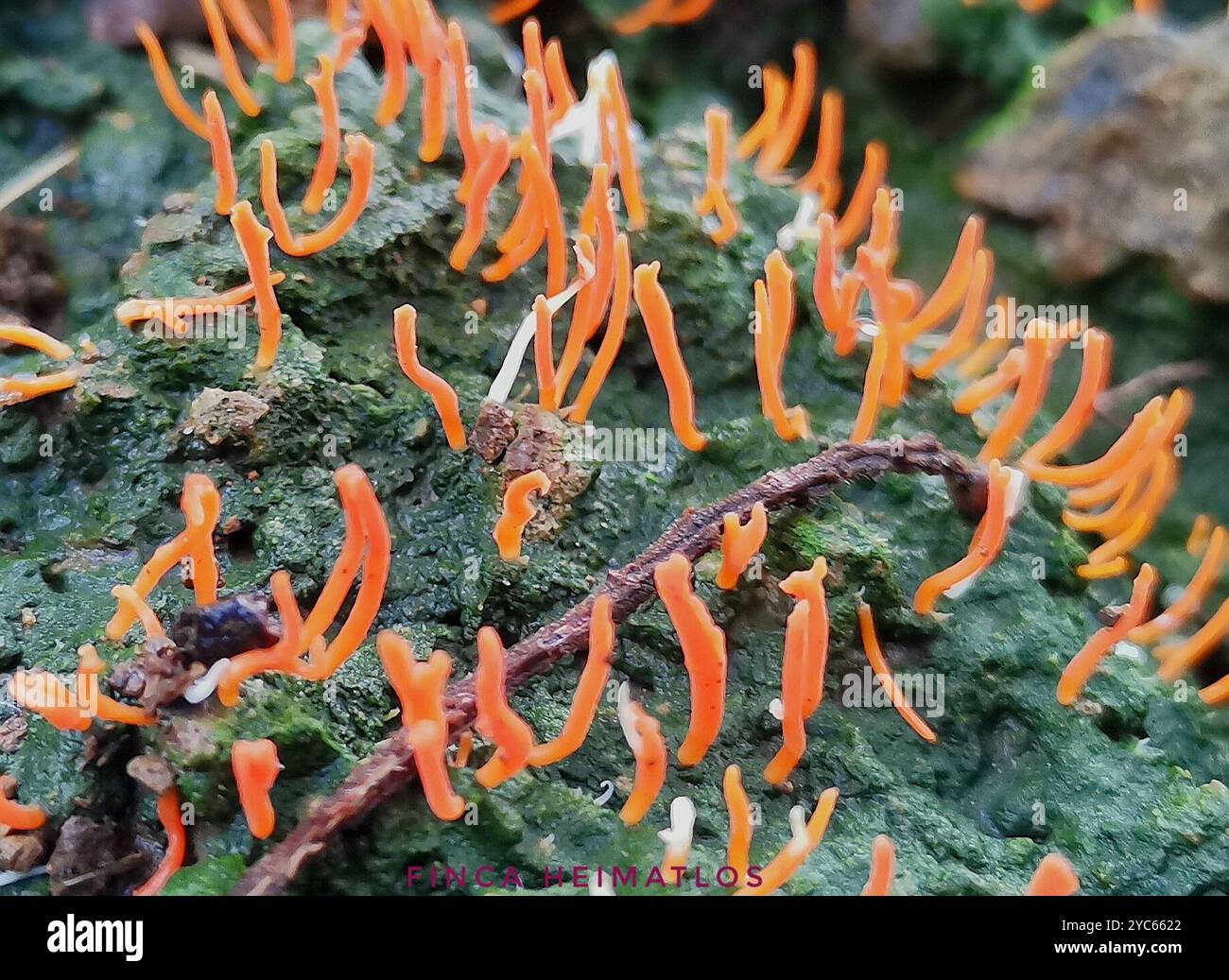 (Sulzbacheromyces caatingae) Fungi Stock Photo - Alamy
