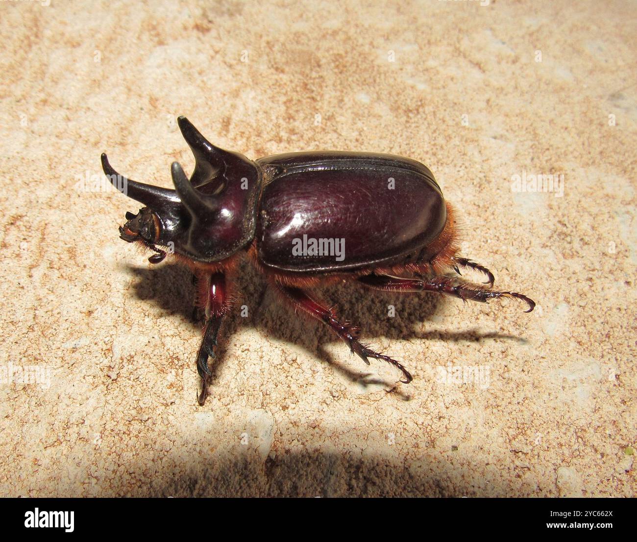 Ox Beetles (Strategus) Insecta Stock Photo - Alamy