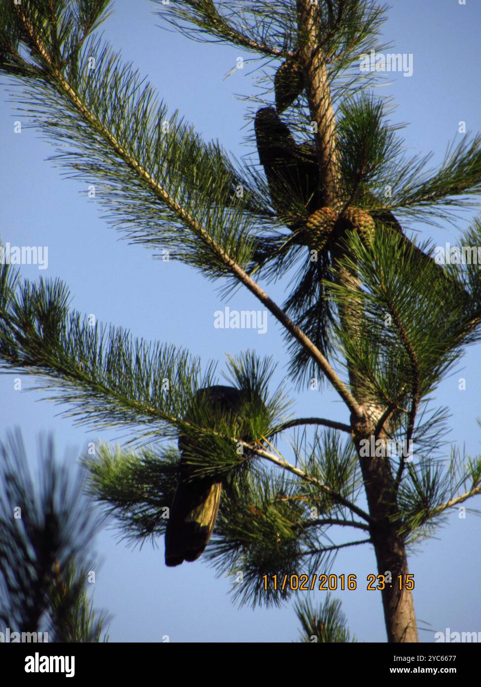 Yellow-tailed Black Cockatoo (Zanda funerea) Aves Stock Photo - Alamy