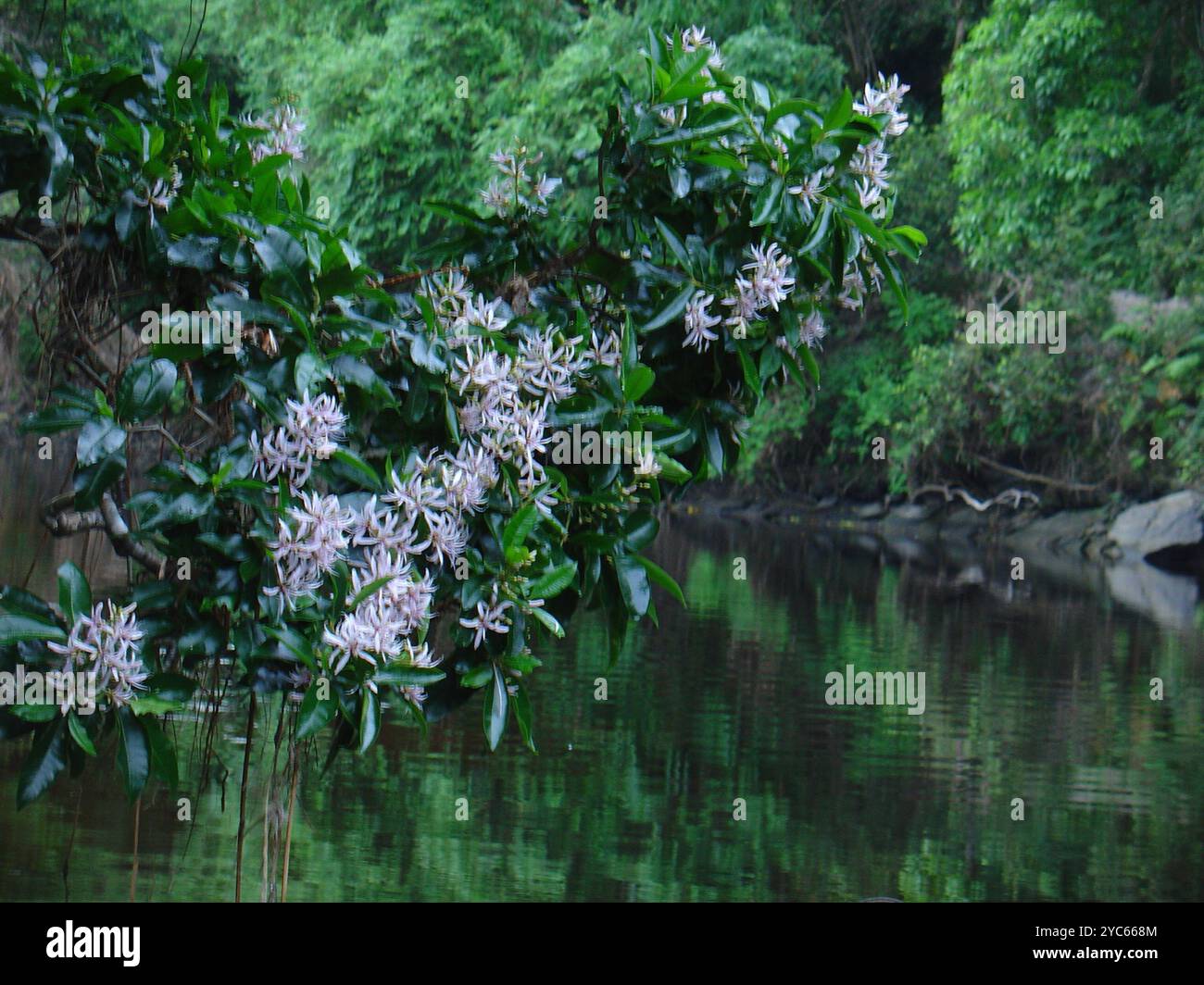 Cape Chestnut (Calodendrum capense) Plantae Stock Photo - Alamy