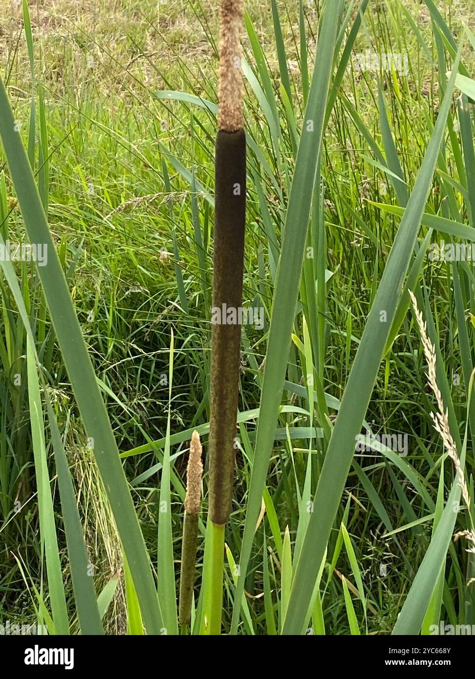 broadleaf cattail (Typha latifolia) Plantae Stock Photo - Alamy