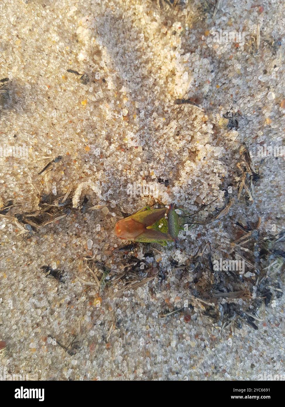 Hawthorn Shield Bug (Acanthosoma haemorrhoidale) Insecta Stock Photo ...