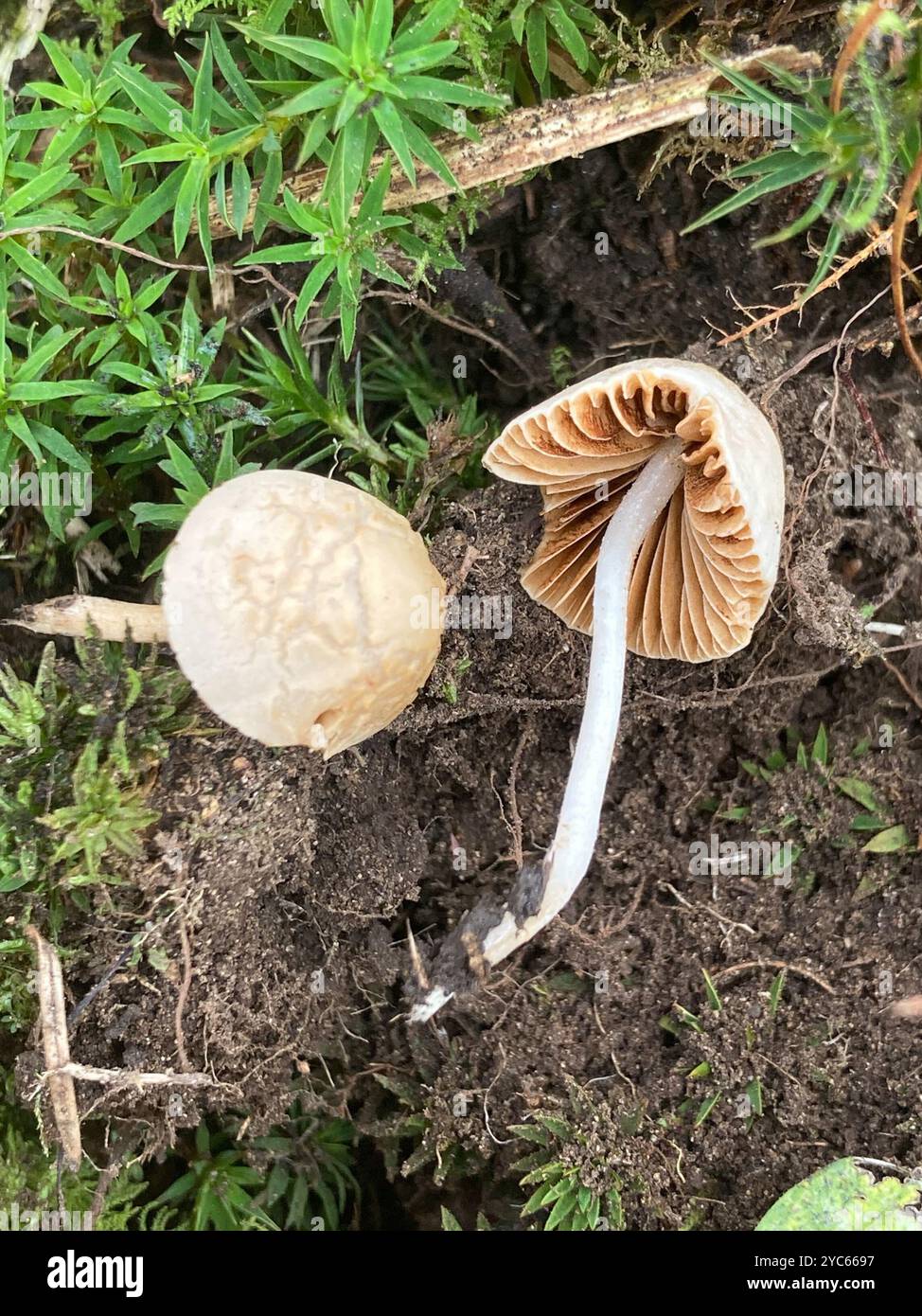 Conecaps (Conocybe) Fungi Stock Photo - Alamy