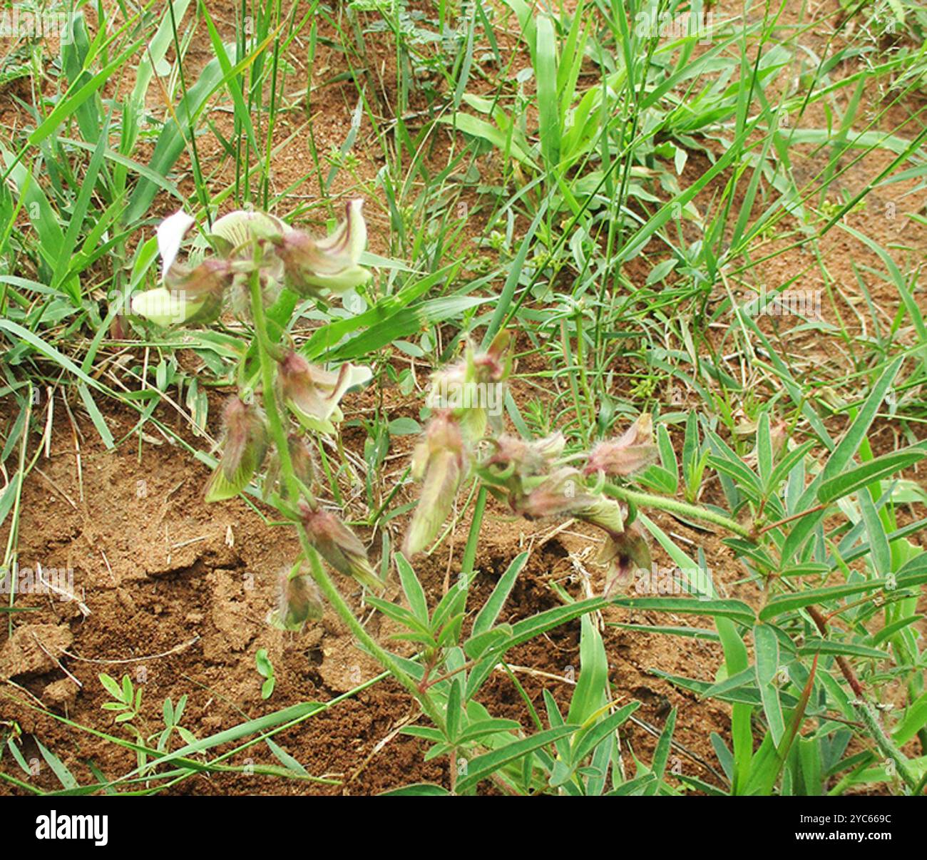 Rattle Bush (Crotalaria burkeana) Plantae Stock Photo - Alamy