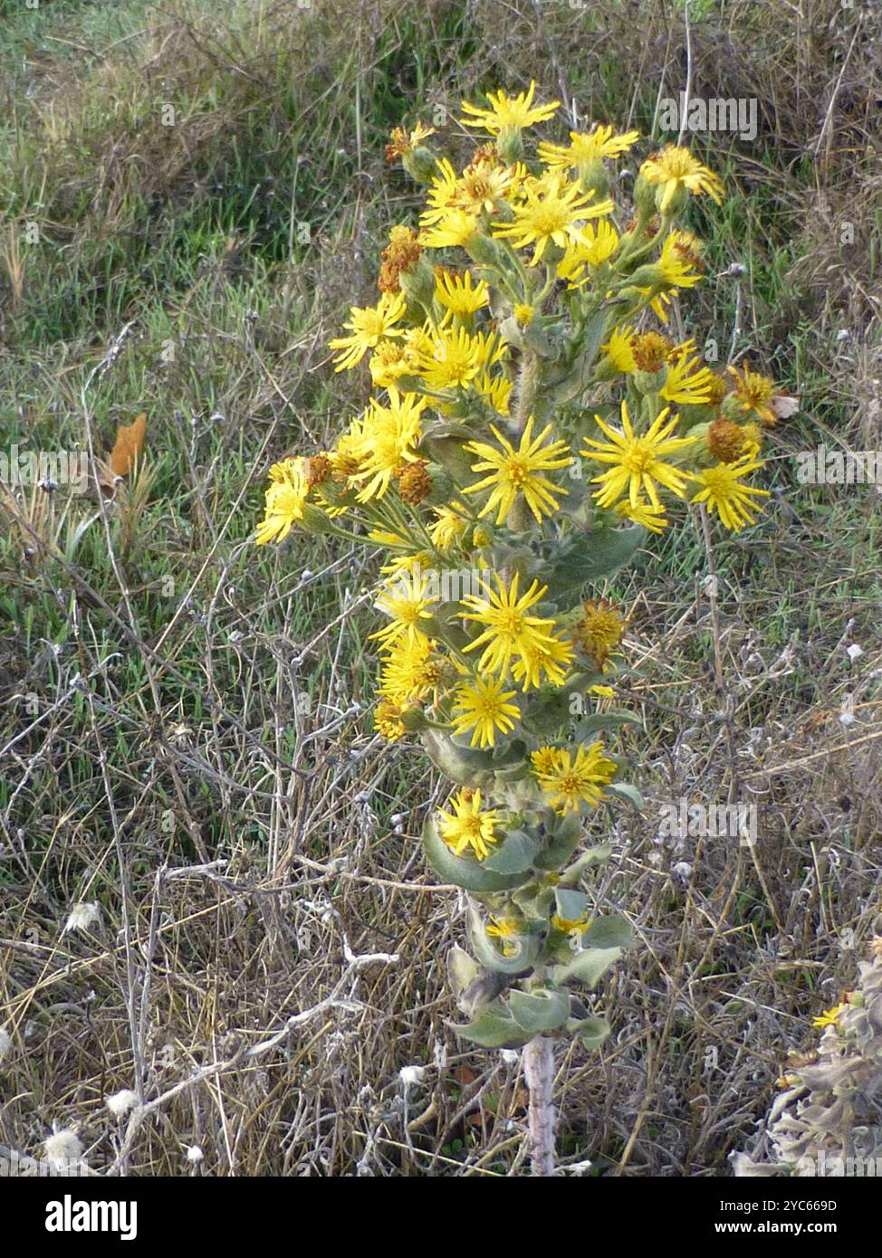 Telegraphweed (Heterotheca grandiflora) Plantae Stock Photo - Alamy