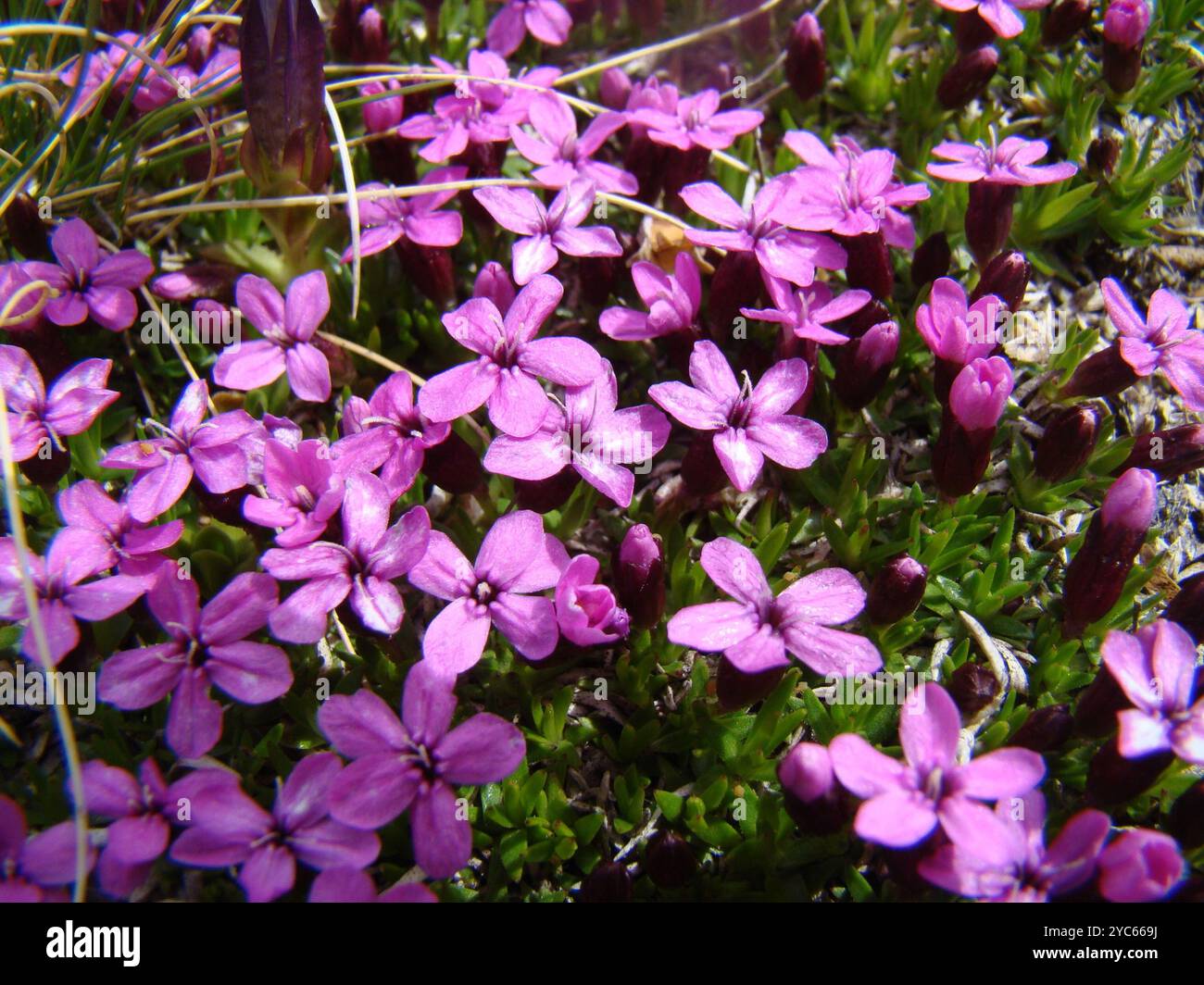Moss Campion (Silene acaulis) Plantae Stock Photo - Alamy
