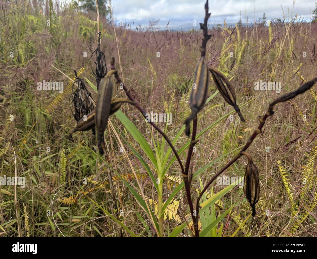 Bamboo Orchid (Arundina graminifolia) Plantae Stock Photo - Alamy