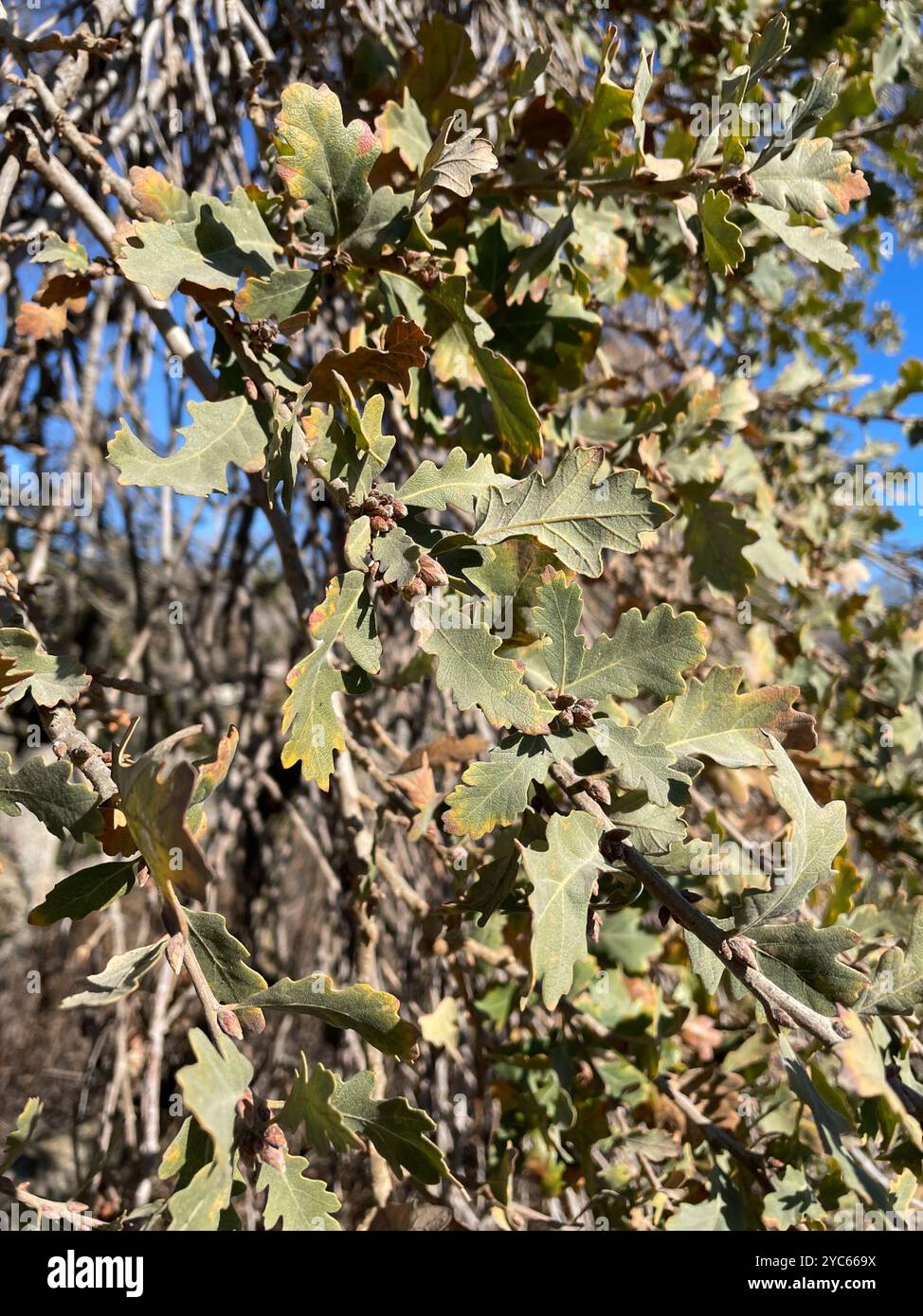 valley oak (Quercus lobata) Plantae Stock Photo - Alamy