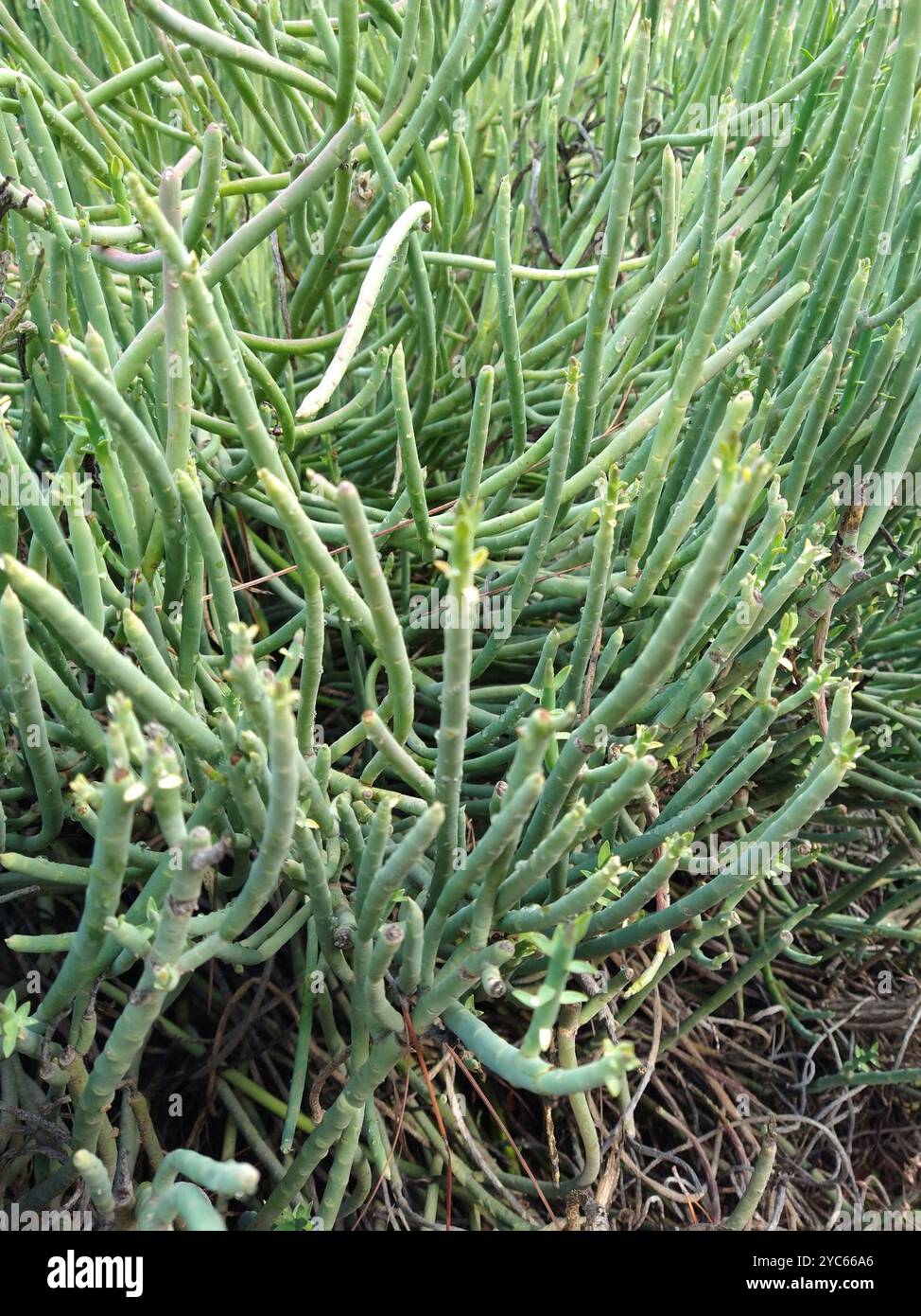 plants (Plantae) Plantae Stock Photo - Alamy