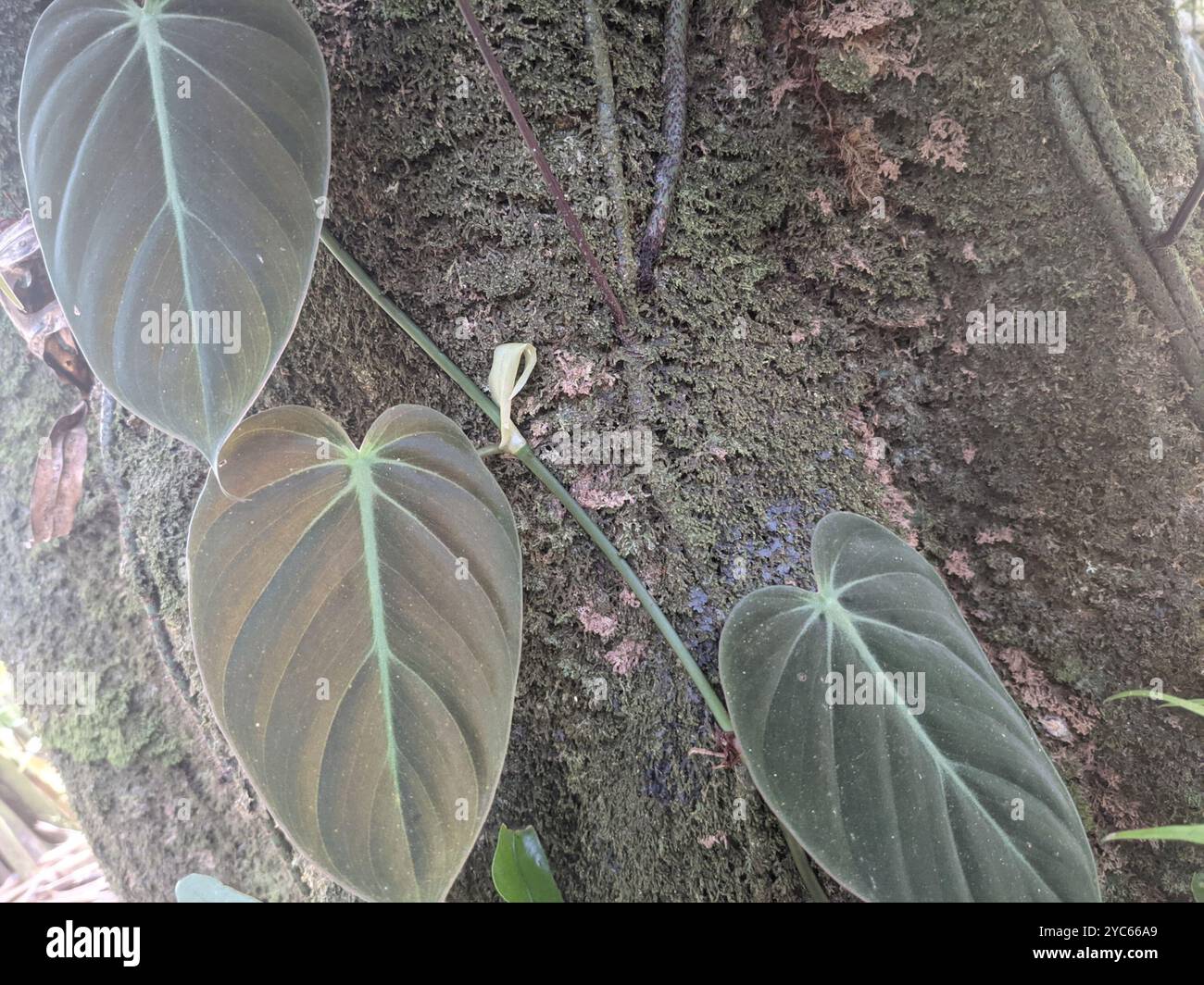 heart-leaf philodendron (Philodendron hederaceum) Plantae Stock Photo ...