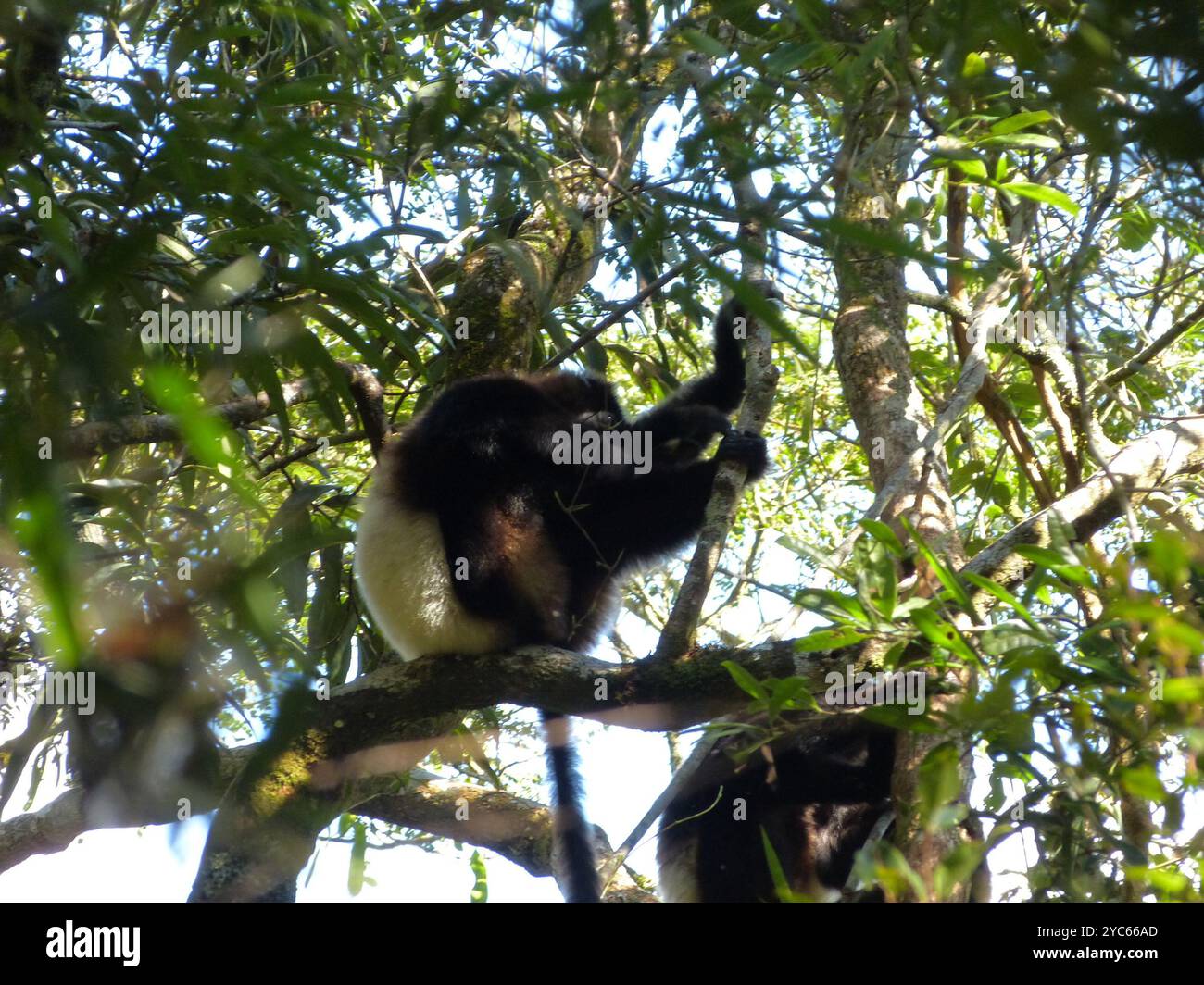 Milne-Edwards' Sifaka (Propithecus edwardsi) Mammalia Stock Photo - Alamy
