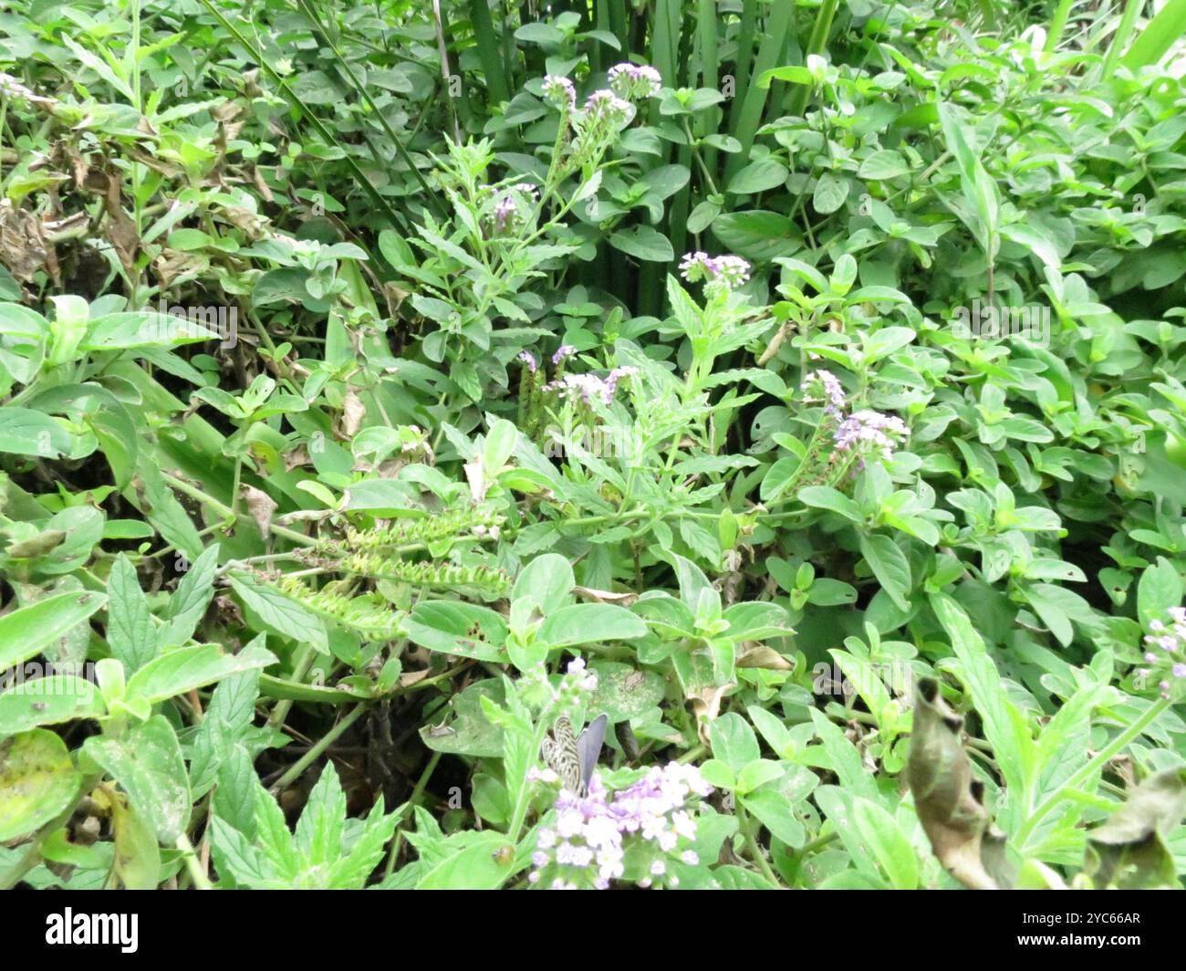 Common Blue Complex (Leptotes pirithous) Insecta Stock Photo - Alamy