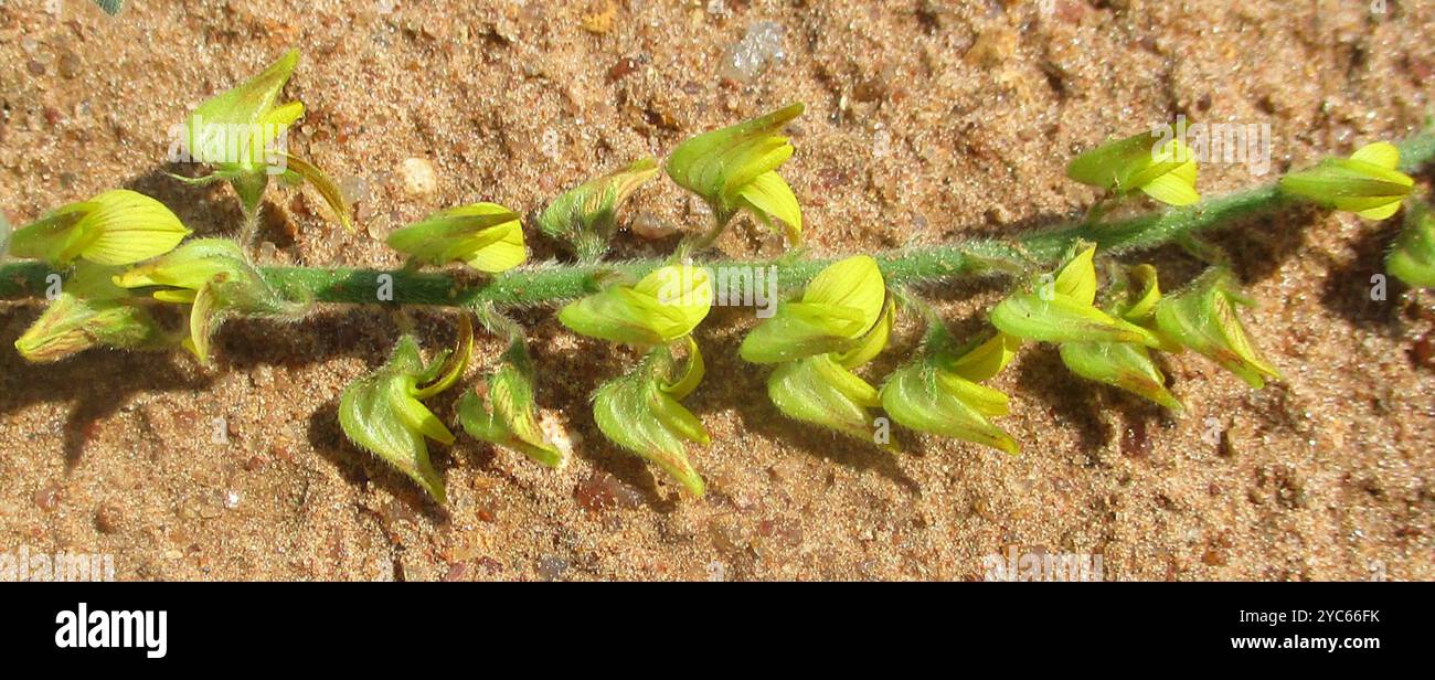 Mealie Rattlepod (Crotalaria sphaerocarpa) Plantae Stock Photo - Alamy