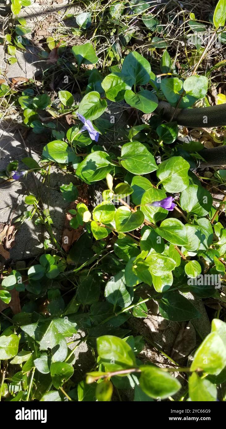 greater periwinkle (Vinca major) Plantae Stock Photo - Alamy