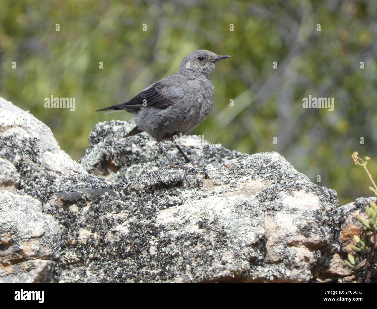 Mountain Wheatear (Myrmecocichla monticola) Aves Stock Photo - Alamy