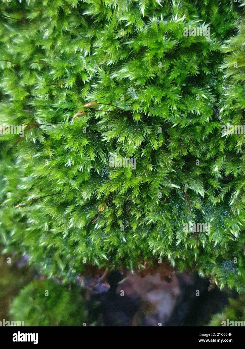 Silky Wall Feather-moss (Homalothecium sericeum) Plantae Stock Photo ...
