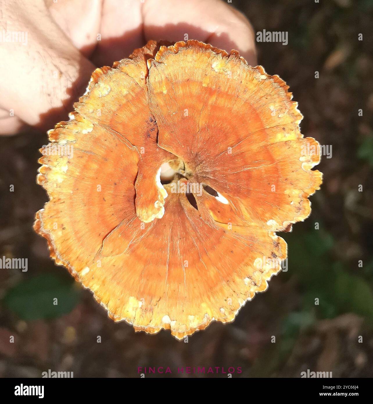 mushrooms, bracket fungi, puffballs, and allies (Agaricomycetes) Fungi ...