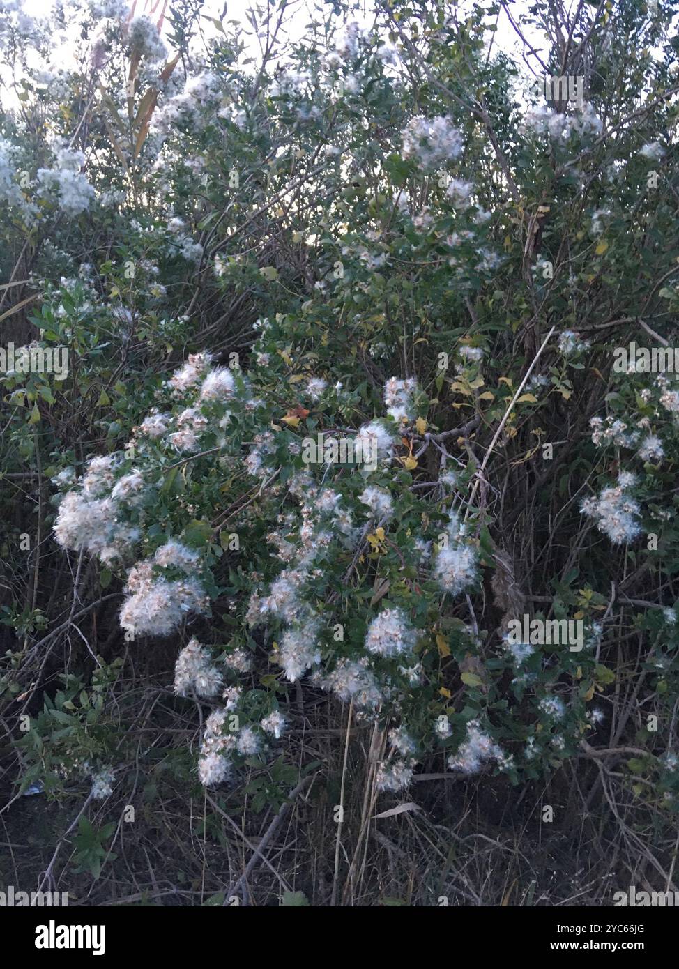 groundsel tree (Baccharis halimifolia) Plantae Stock Photo - Alamy