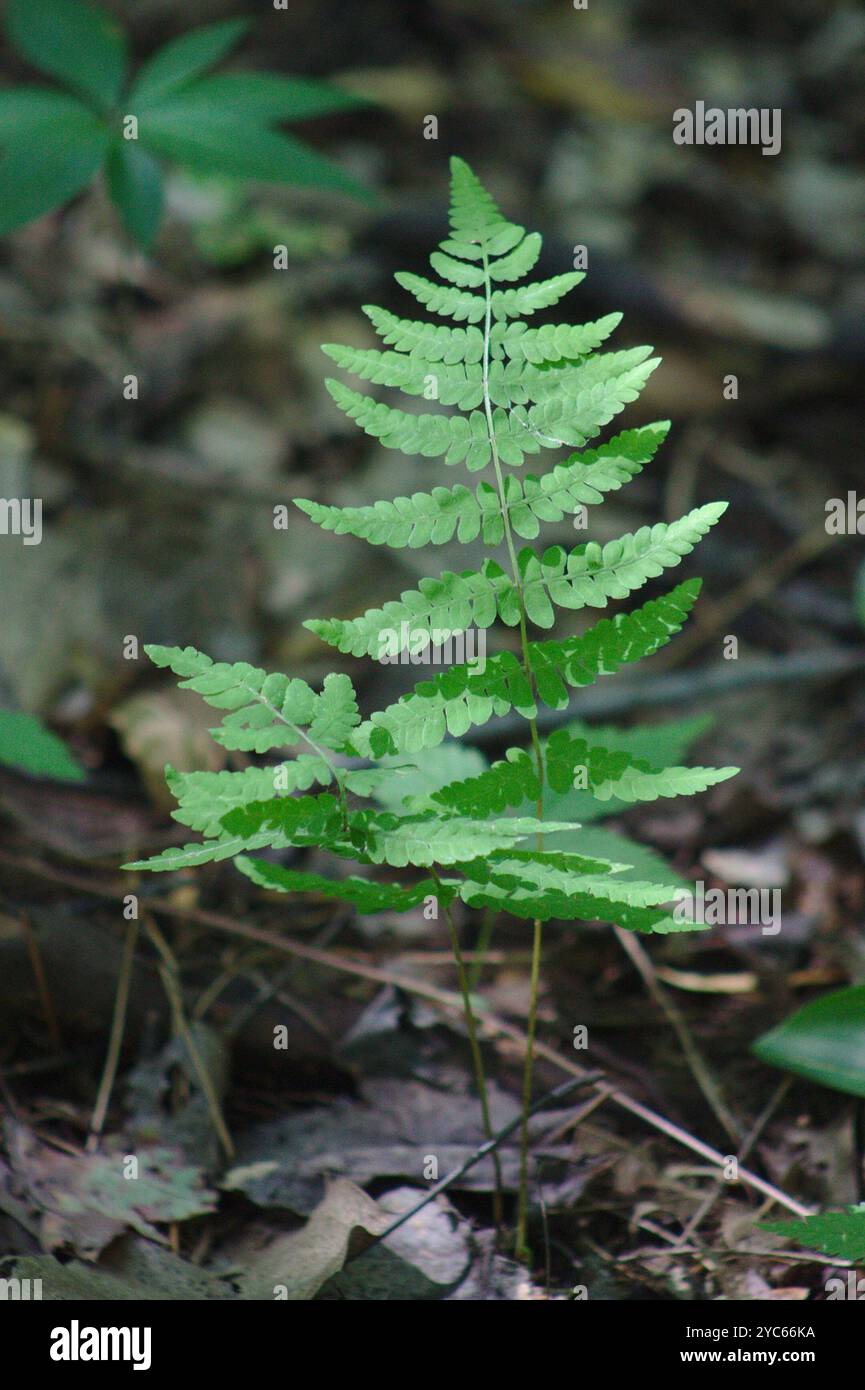 marsh fern (Thelypteris palustris) Plantae Stock Photo - Alamy