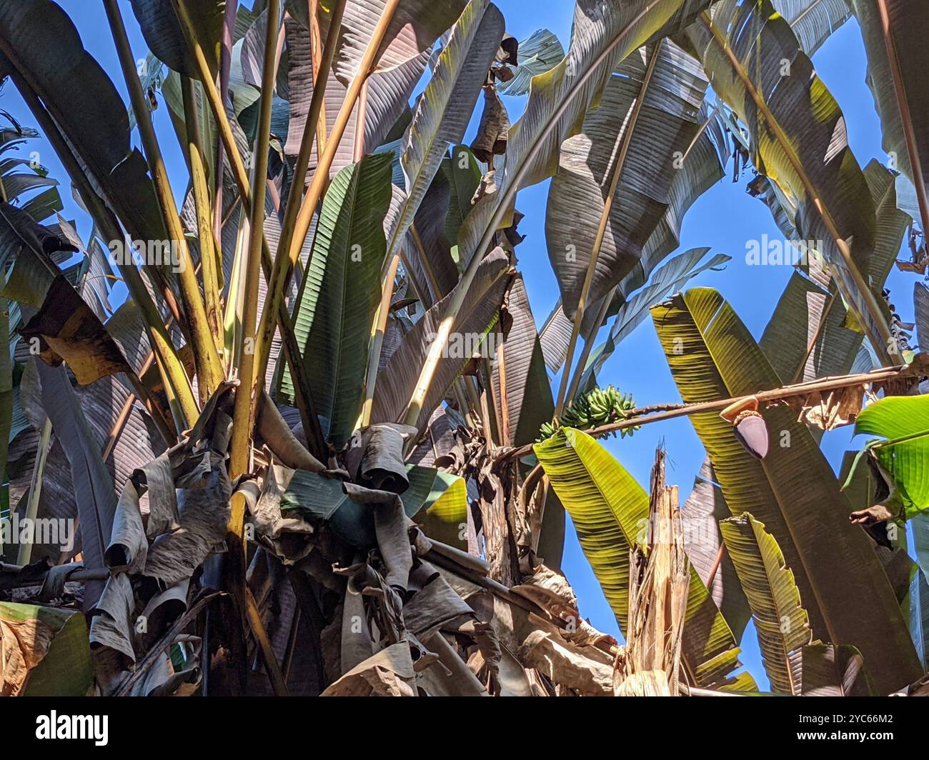 Musa zebrina hi-res stock photography and images - Alamy