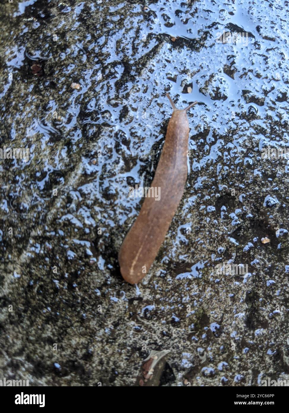 Cuban Leaf Slug (Veronicella cubensis) Mollusca Stock Photo - Alamy