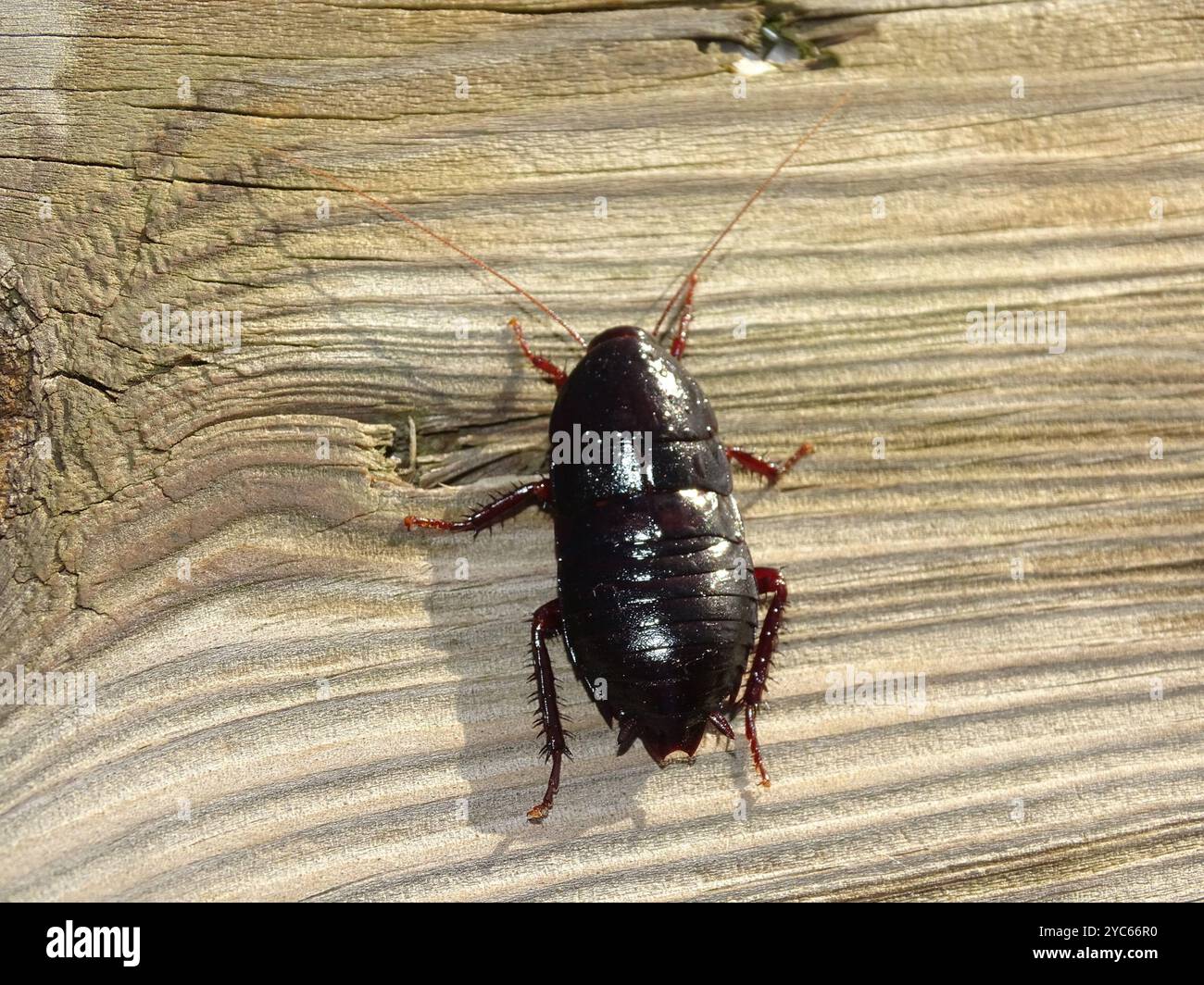 Florida woods cockroach hi-res stock photography and images - Alamy