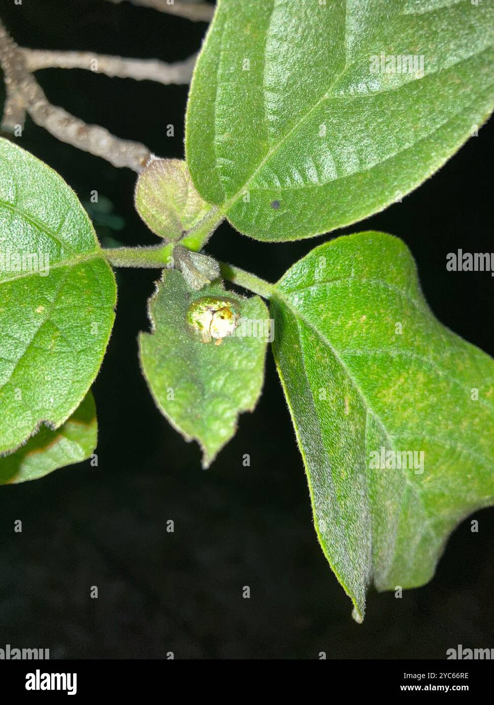 Geiger Tortoise Beetle (Eurypepla calochroma floridensis) Insecta Stock ...