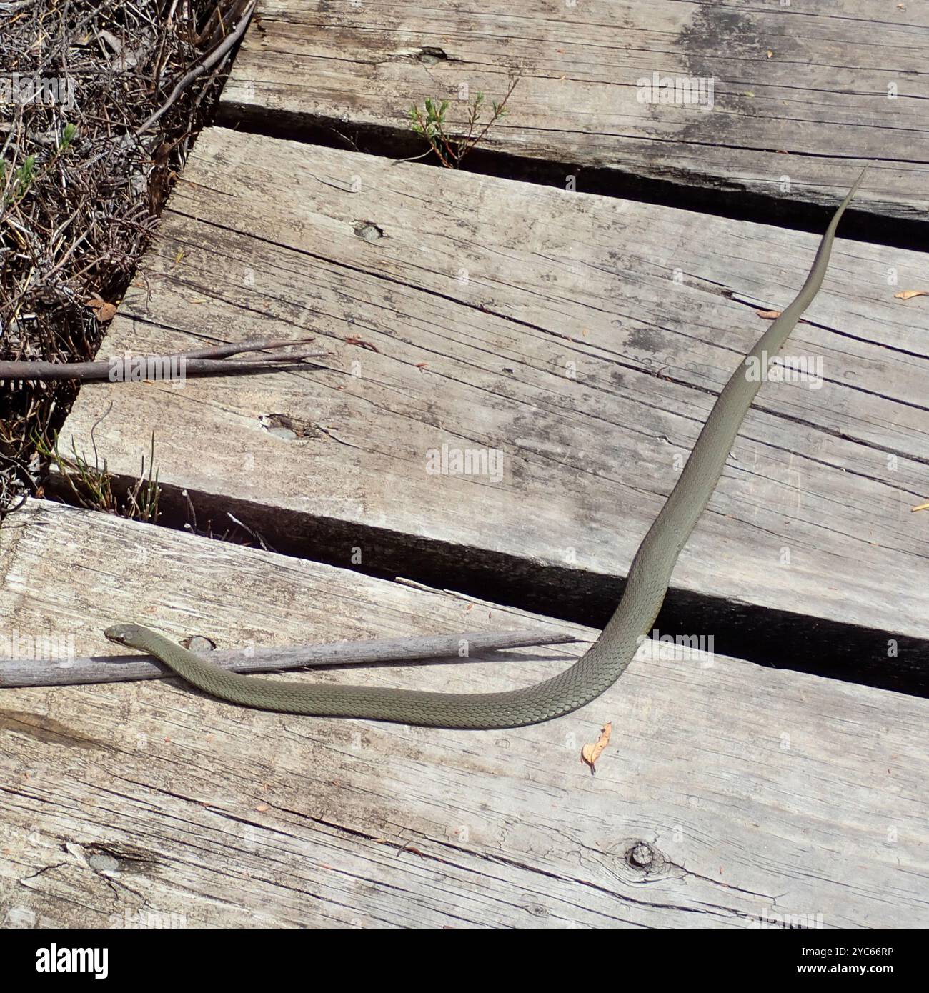 White-lipped Snake (Drysdalia coronoides) Reptilia Stock Photo - Alamy