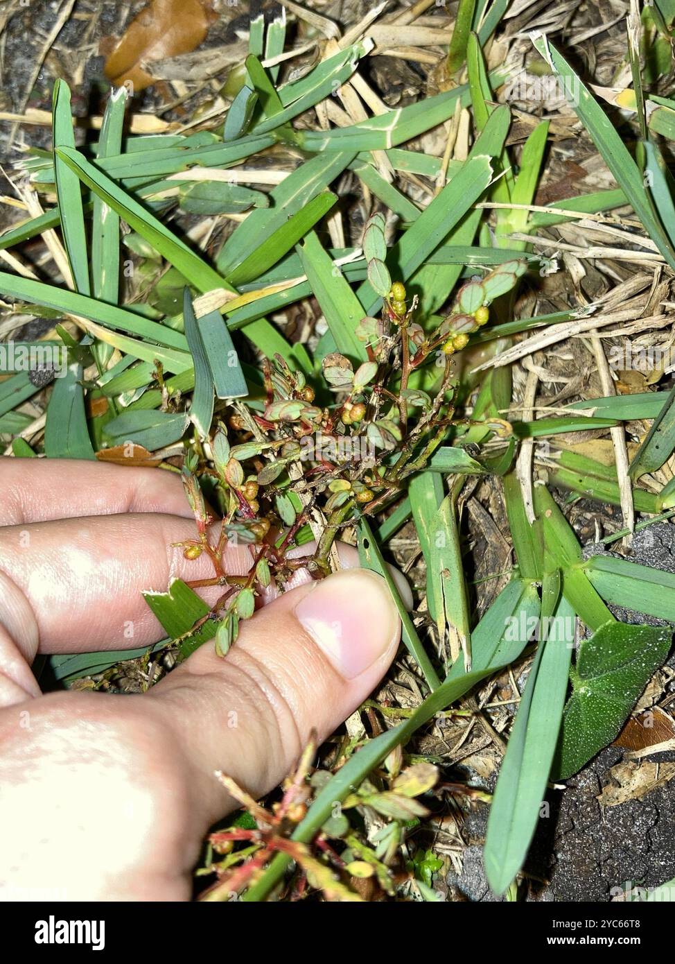 Chamberbitter (Phyllanthus urinaria) Plantae Stock Photo - Alamy