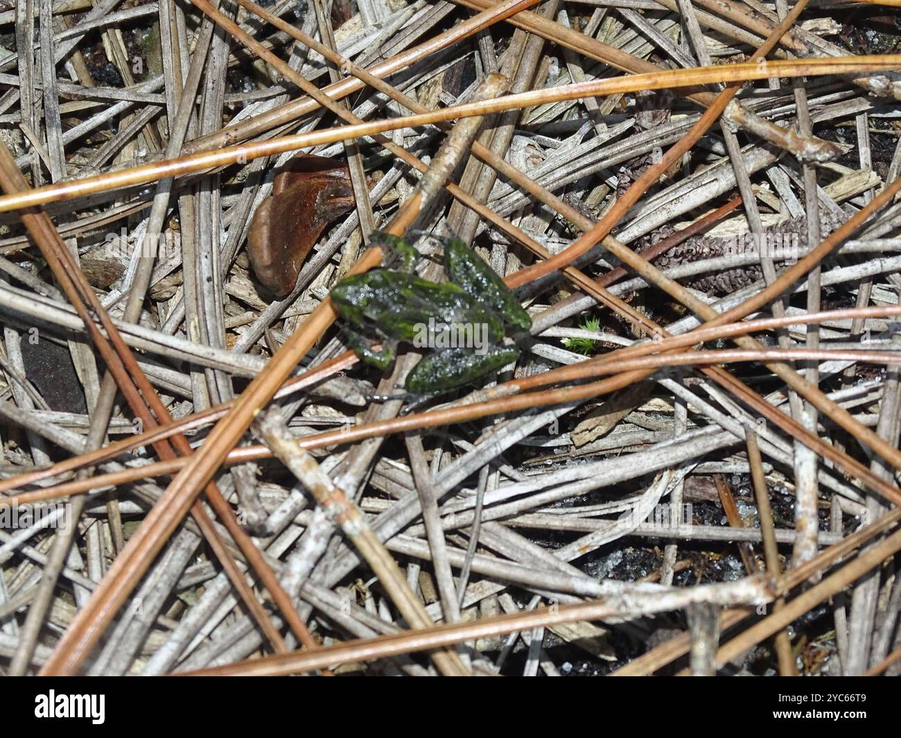 Southern Cricket Frog (Acris gryllus) Amphibia Stock Photo - Alamy