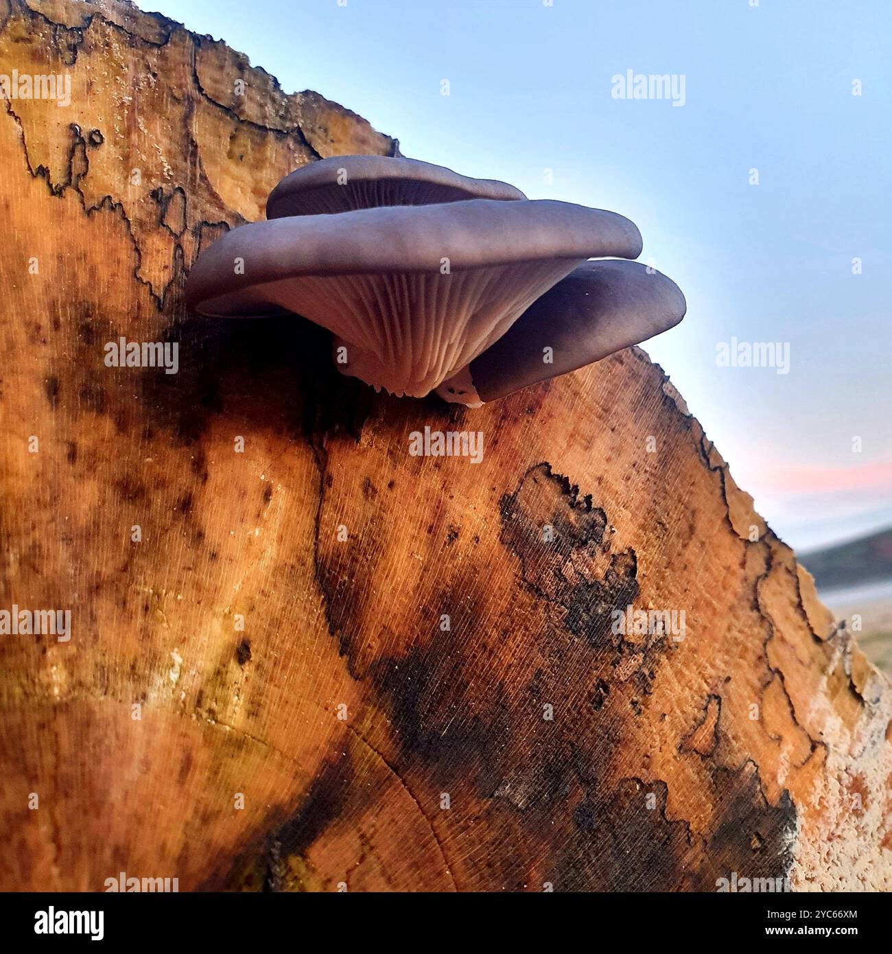 Lilac oysterling (Panus conchatus) Fungi Stock Photo - Alamy