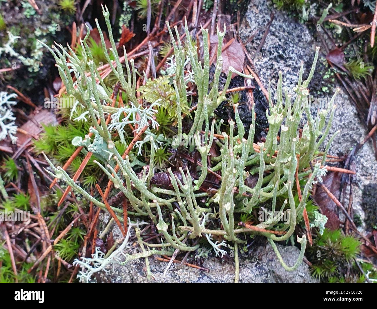 Smooth Horn Lichen (Cladonia gracilis) Fungi Stock Photo - Alamy