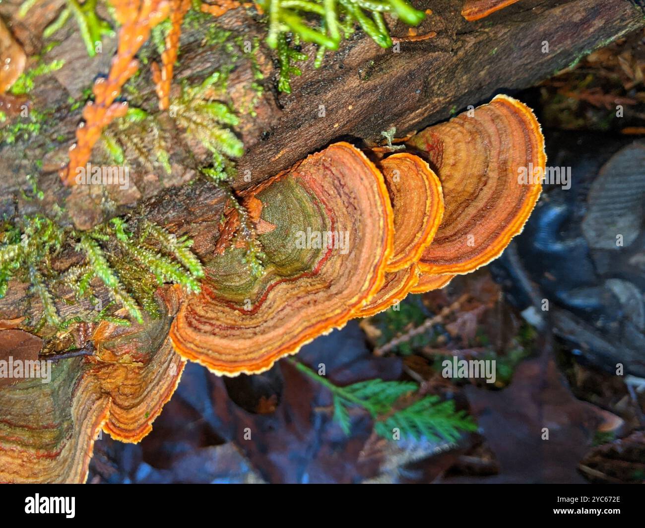 (Stereum versicolor) Fungi Stock Photo - Alamy