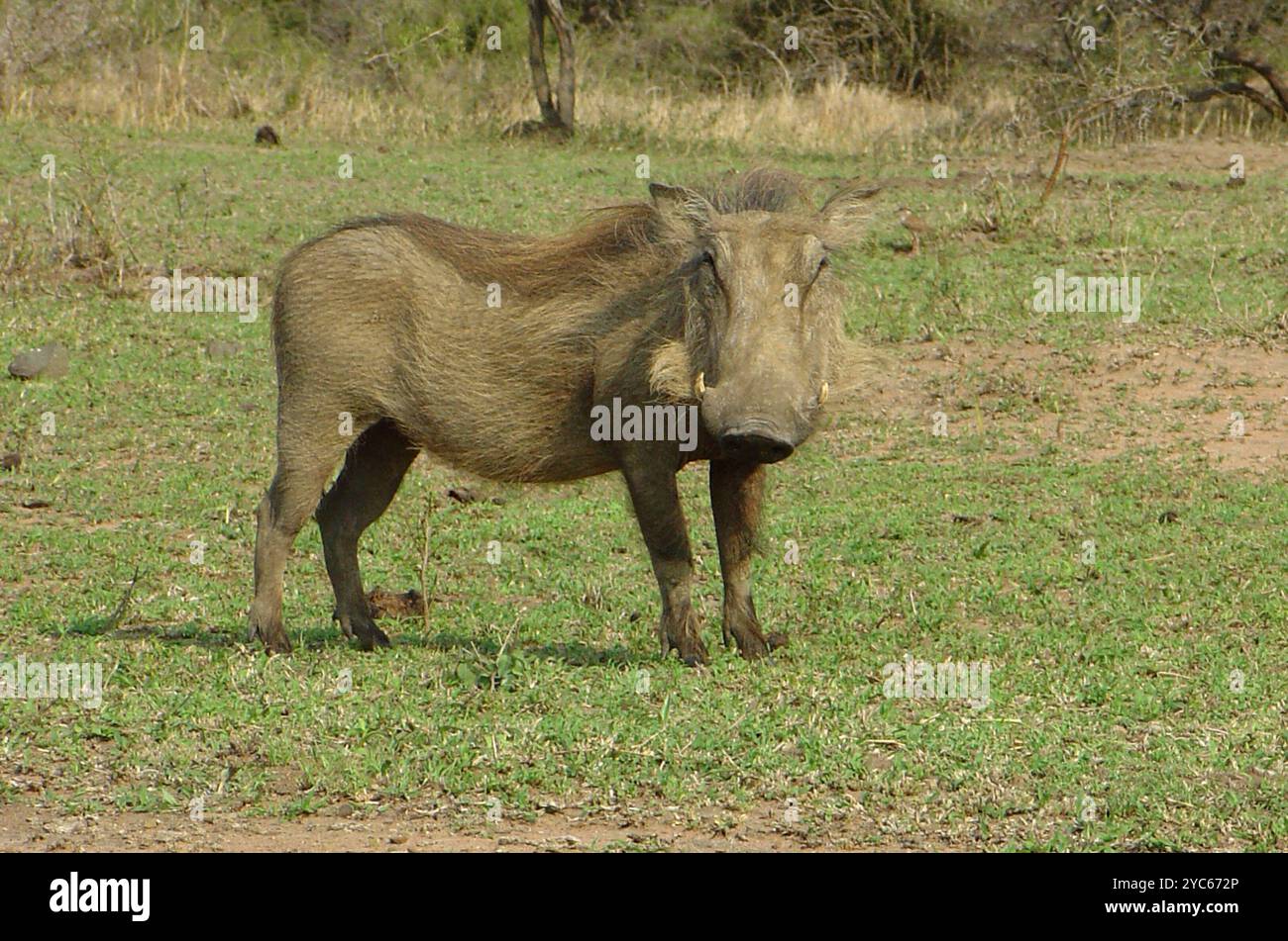 Southern Warthog (Phacochoerus africanus sundevallii) Mammalia Stock ...