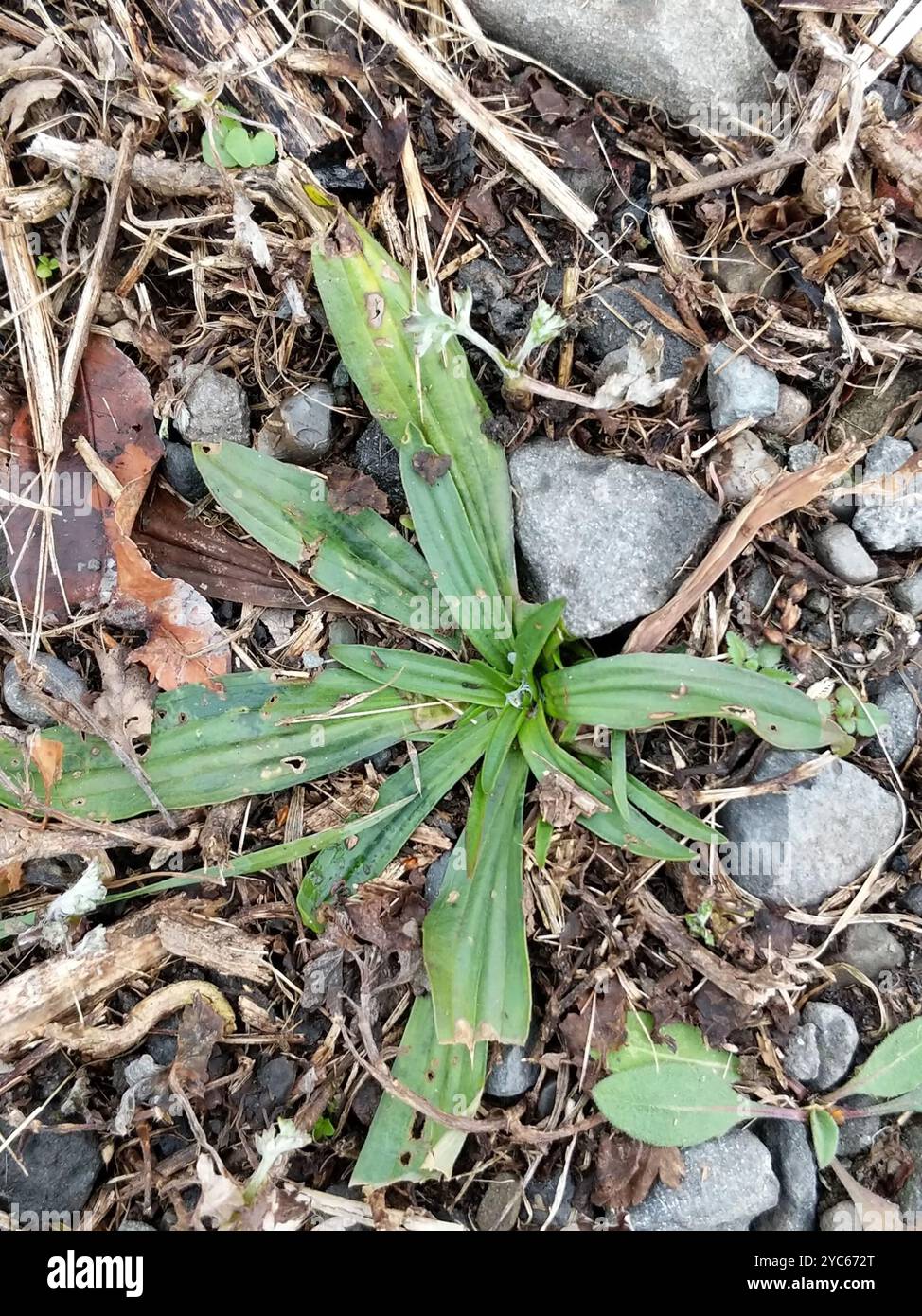 ribwort plantain (Plantago lanceolata) Plantae Stock Photo - Alamy
