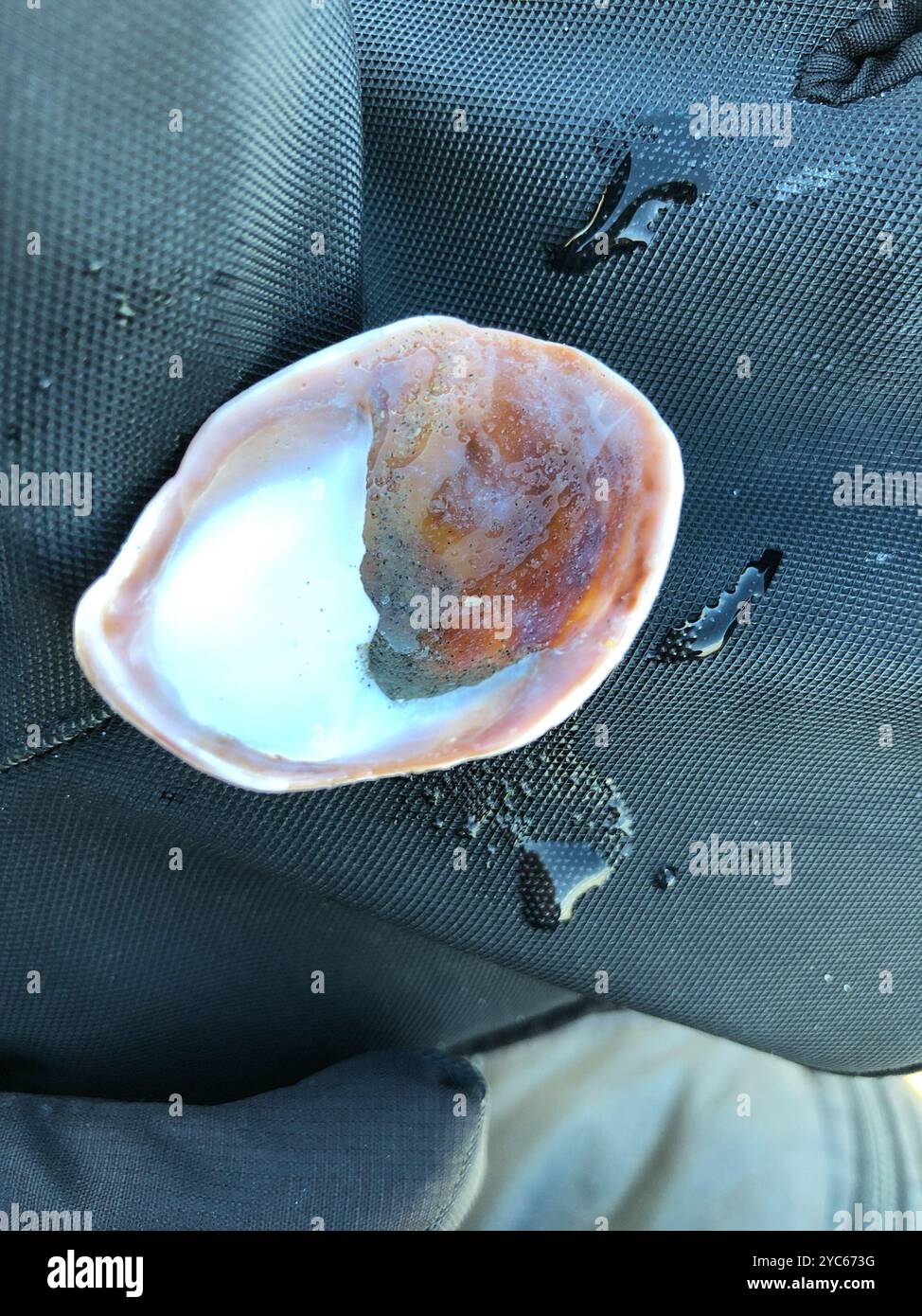 Common Atlantic Slippersnail (Crepidula fornicata) Mollusca Stock Photo ...