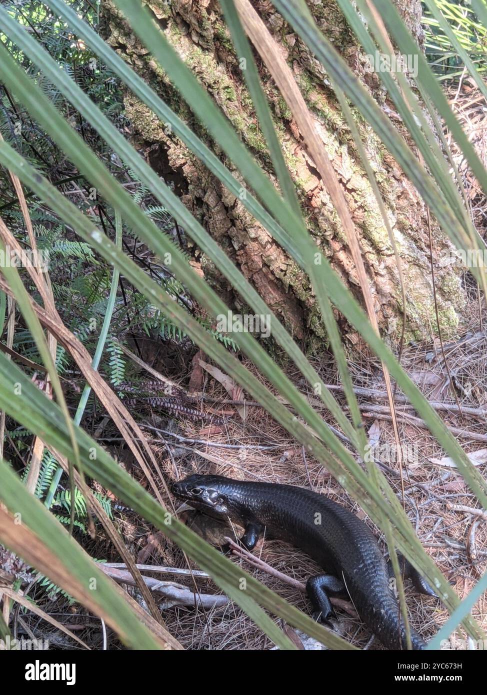 Land Mullet (Bellatorias major) Reptilia Stock Photo - Alamy