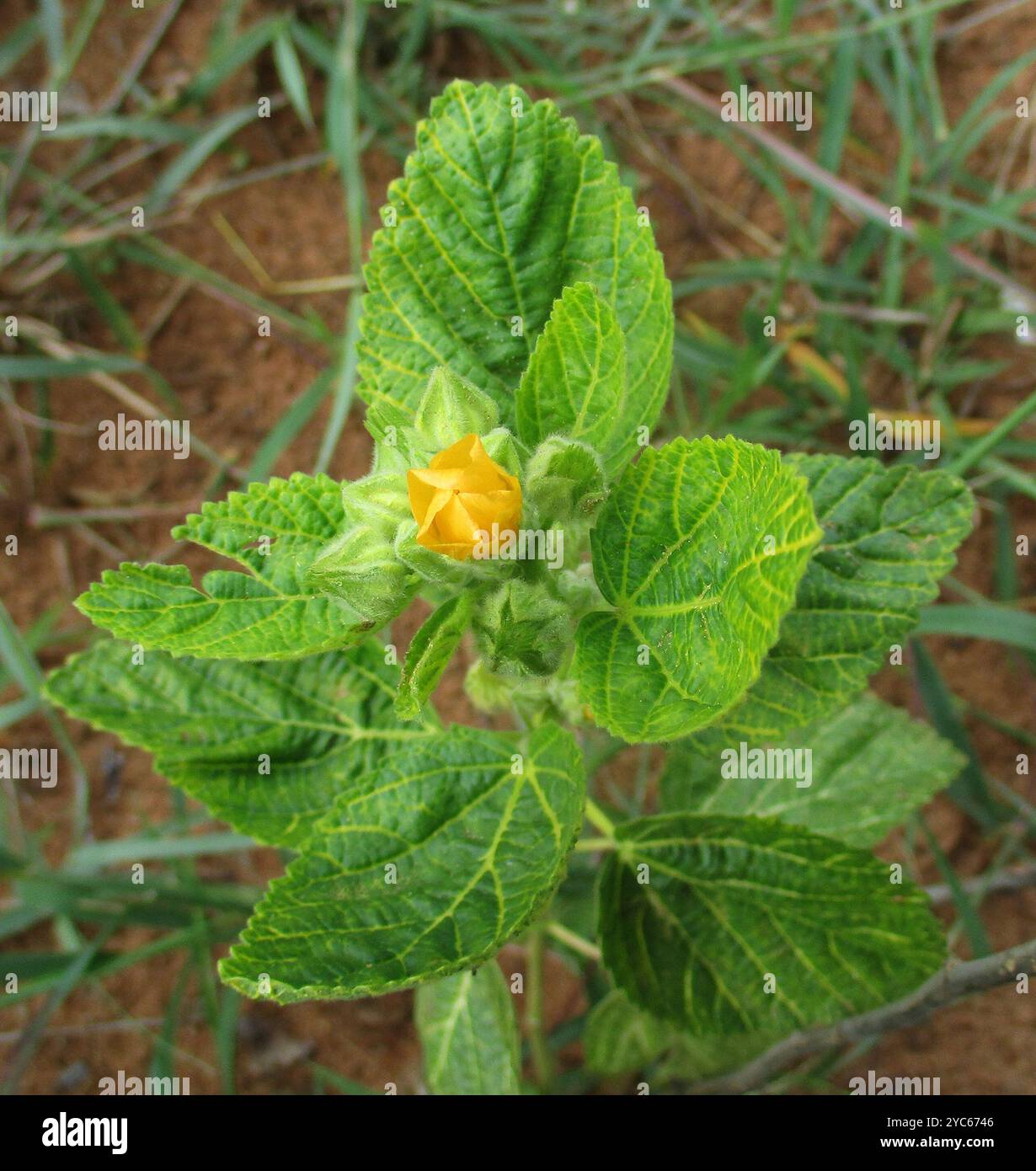 Mallow and Hibiscus Family (Malvaceae) Plantae Stock Photo - Alamy