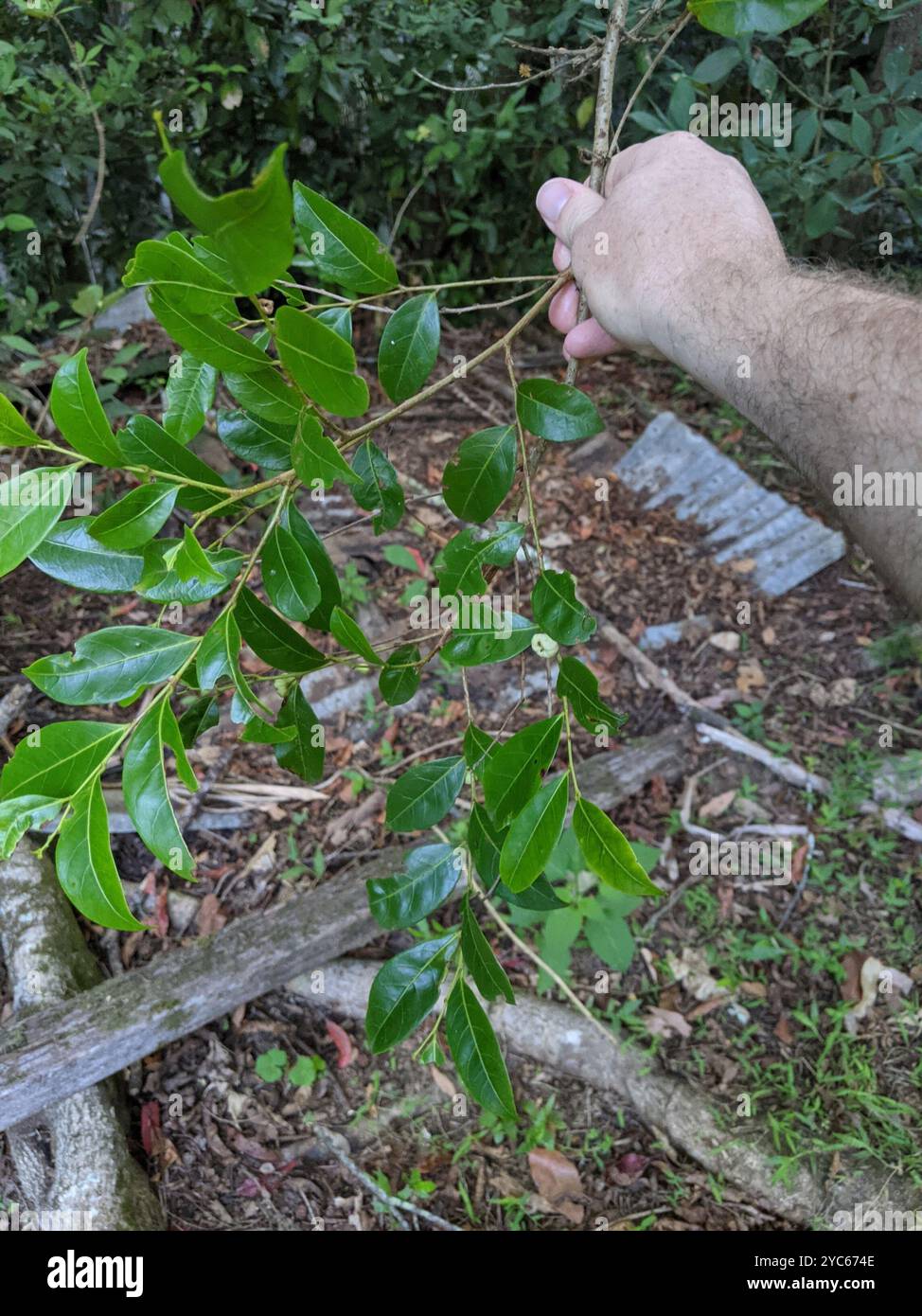 Cheese Tree (Glochidion ferdinandi) Plantae Stock Photo - Alamy