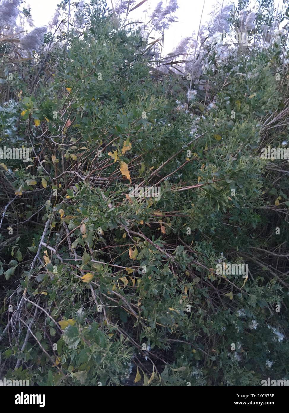 groundsel tree (Baccharis halimifolia) Plantae Stock Photo - Alamy