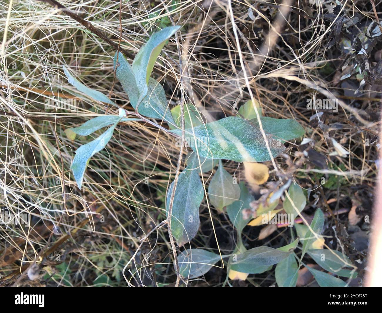 groundsel tree (Baccharis halimifolia) Plantae Stock Photo - Alamy