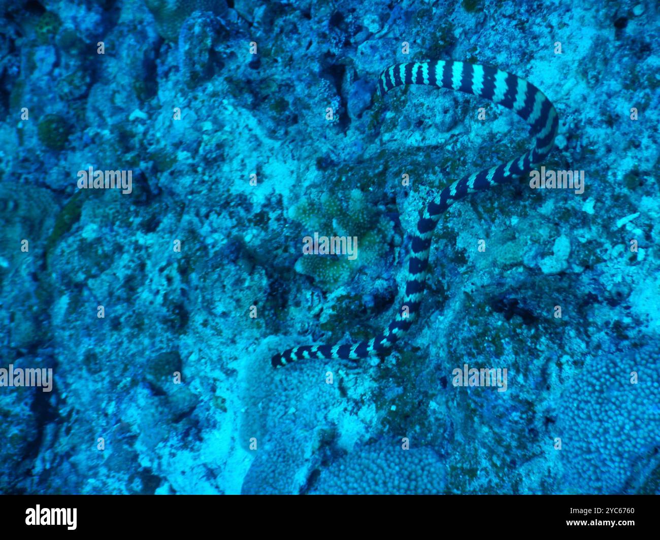 Ijima's Turtle-headed Sea Snake (Emydocephalus ijimae) Reptilia Stock ...